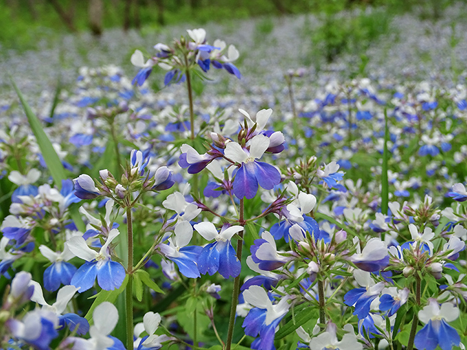 Spring's blue carpet of Virginia bluebells transforms the forest floor into something straight out of a fairy tale&mdash;no Instagram filter required.