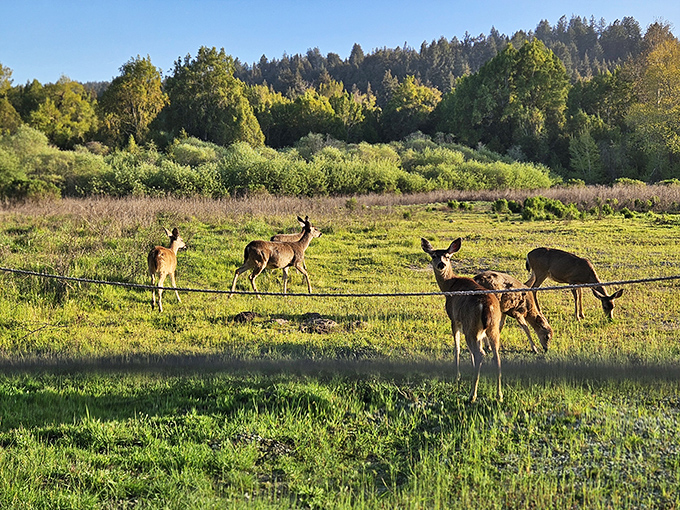 Deer family dinner hour in progress. These elegant creatures remind us we're just visitors in their ancient dining room.