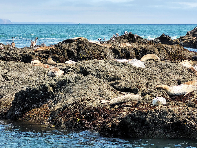 The local wildlife didn't get the "no lounging" memo. These sunbathing seals have claimed prime real estate near the lighthouse.