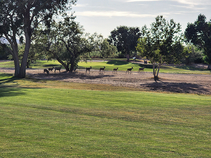 Wildlife casually strolls across the golf course, a daily reminder that in Sierra Vista, nature and recreation coexist in perfect harmony.