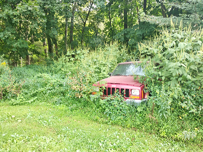 Even abandoned vehicles become part of nature's reclamation project in these Pennsylvania woods.