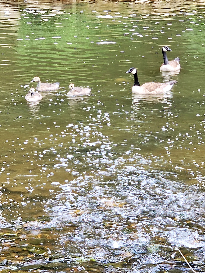 The welcoming committee: Canada geese and their goslings patrol the waters, nature's own tour guides with slightly better attitudes than most.
