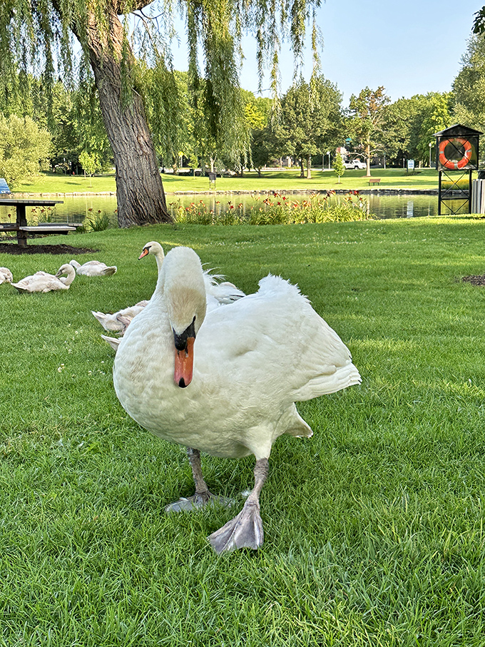The real residents of the park add their own living artistry. These swans create moving sculptures as they glide across the water.
