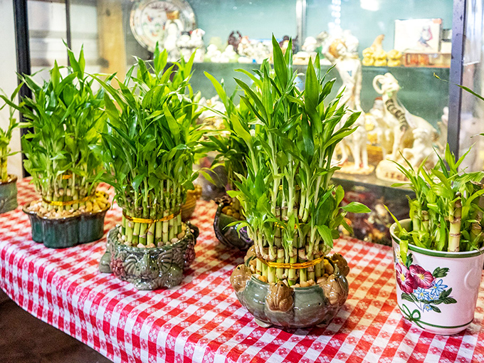 Lucky bamboo plants arranged on checkered cloth, bringing good fortune and greenery to homes across Jacksonville one decorative pot at a time.