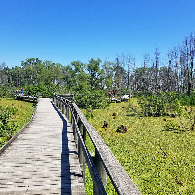 The boardwalk through emerald wetlands feels like stepping into a National Geographic special. No passport required for this exotic ecosystem.