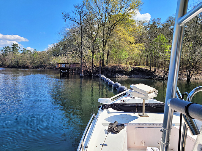 The spring run meets the mighty Suwannee, where your boat becomes front-row seating to nature's greatest show.