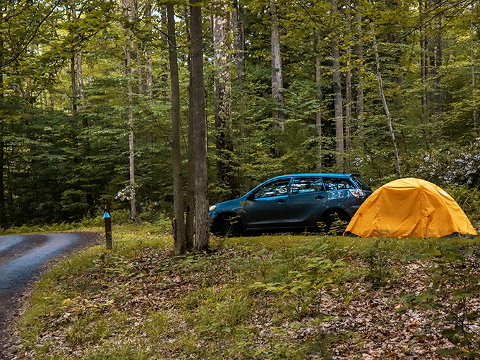 Home is where you park it, especially when your backyard looks like a Bob Ross painting.