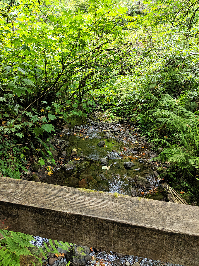 A gentle creek winds through fern-draped banks, creating a peaceful soundtrack for hikers on their way to the beach.