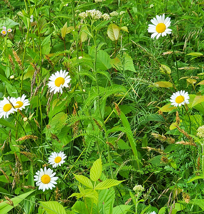 Wild daisies dance among the grasses, proof that sometimes the most beautiful gardens are the ones nobody planted.