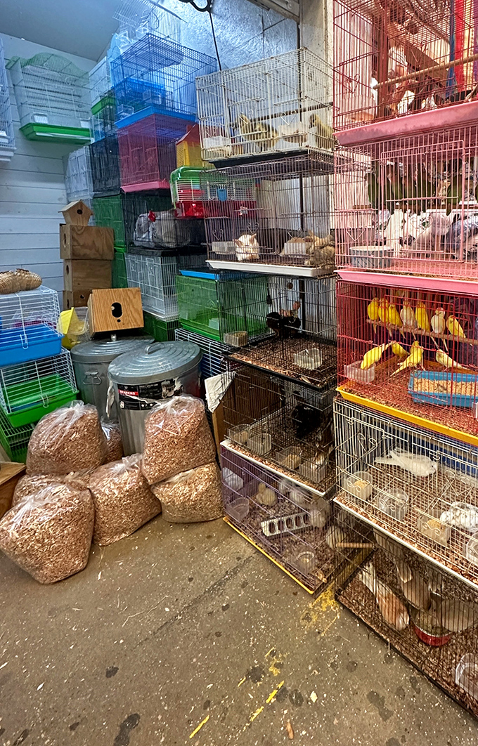The pet section chirps with life! Colorful birds await new homes while feed bags stand ready&mdash;a reminder of the market's surprising diversity.