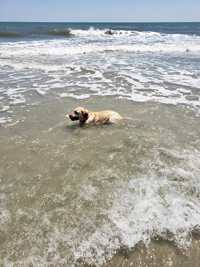 Every dog has its beach day! This happy pup living its best life reminds us why "dog paddle" was invented in the first place.