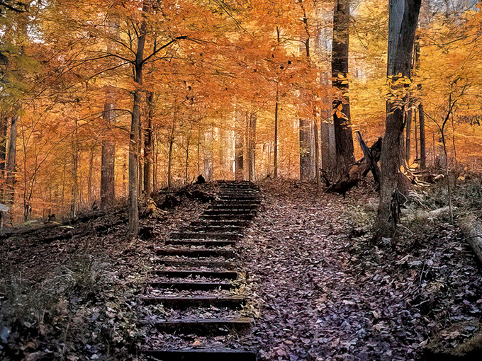 Elevated boardwalks lift you above the forest floor for premium seats to nature's daily show.