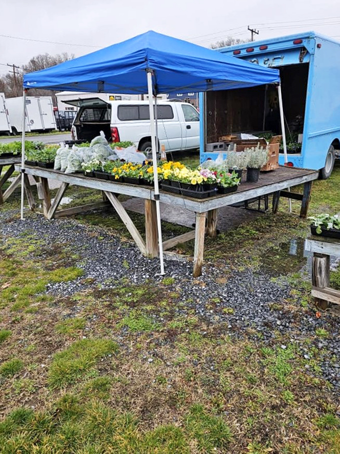 Spring arrives early at this plant vendor's stall, where cheerful blooms promise to brighten Virginia gardens long before the last frost retreats.
