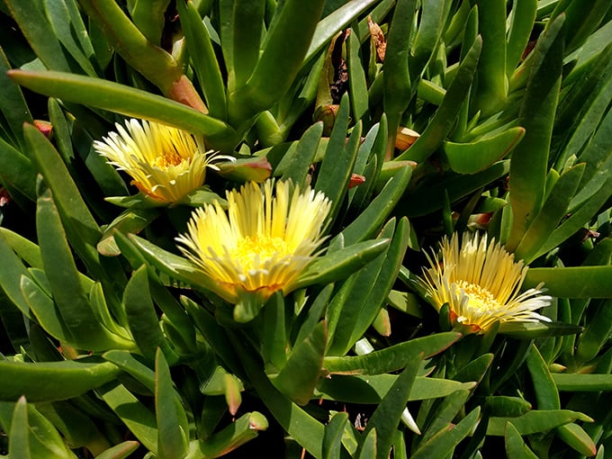 Coastal succulents burst into sunny bloom, proving that life thrives even in the salt-sprayed margins between land and sea.