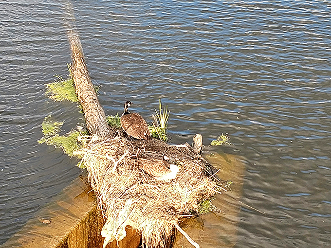 These resourceful geese have mastered waterfront real estate development, creating the avian equivalent of a lakeside condo. 