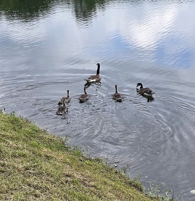 A family of geese demonstrates proper vacation technique: stick together, enjoy the water, and ignore your emails completely.