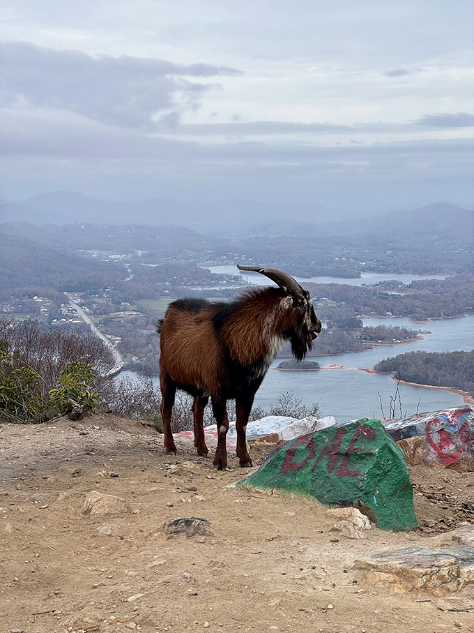 "Just another day at the office." This mountain goat clearly thinks Bell Mountain's spectacular views are no big deal, but we respectfully disagree.