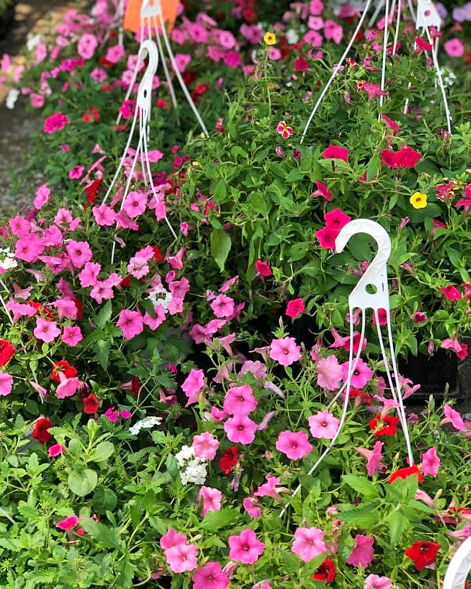 Flower power in full effect! These hanging baskets of petunias bring instant curb appeal to any porch&mdash;or serious color to your selfie background.