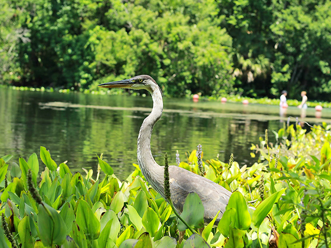 Nature's statue garden includes this great blue heron, striking a pose that would make any yoga instructor jealous.