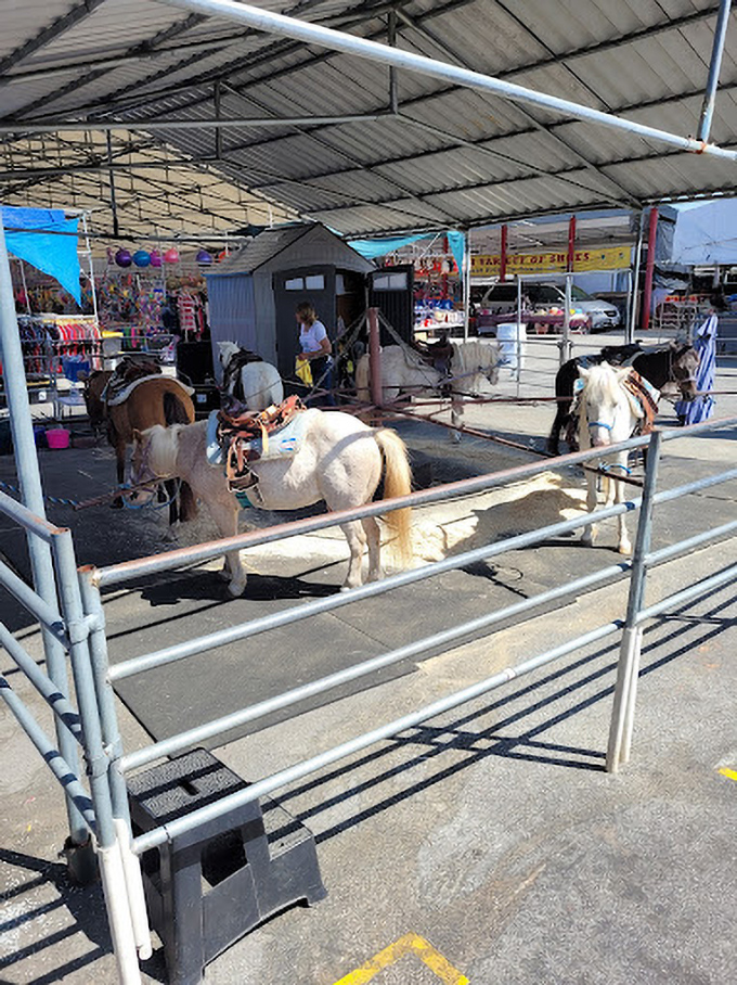 Giddy up and smile! These pint-sized ponies offer kids the perfect introduction to horseback riding without the commitment of actual horse ownership.