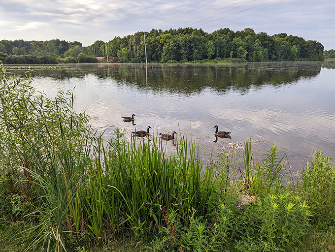 Geese patrol the shoreline like feathered sentinels, keeping watch over Sunny Lake's peaceful waters and verdant surroundings.