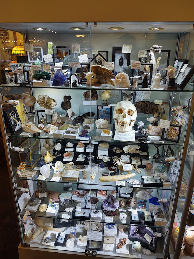 Cabinet of curiosities or nature's art gallery? These specimens and artifacts transform "weird collection" into "sophisticated interest in natural history."
