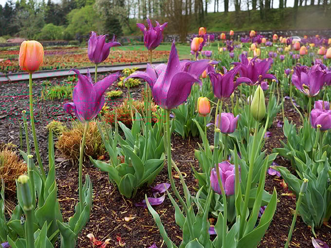 These tulips stand tall like colorful sentinels guarding the garden's beauty. Purple and orange&mdash;nature's way of saying subtlety is sometimes overrated.