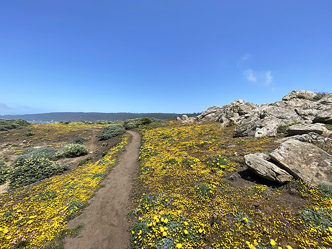 Spring transforms the coastal headlands into a golden carpet that would make any interior designer jealous. Nature's color theory at work.