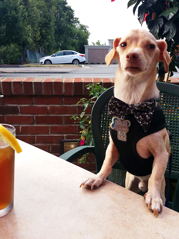 Even four-legged friends know where the good food is. This dapper pup in a bow tie has better taste than most food critics.