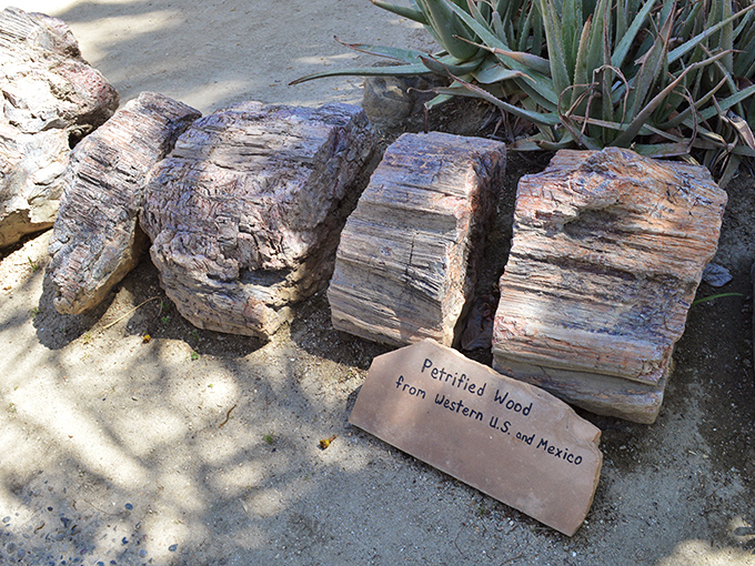 These petrified wood specimens tell ancient stories of forests long gone. Nature's time capsules from when dinosaurs roamed the western landscape.
