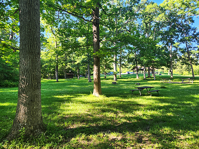 Picnic tables scattered like chess pieces across nature's green board. The sunshine dappling through leaves is your invitation to play.