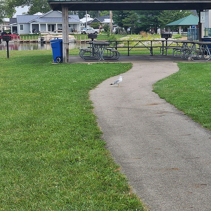 The path less traveled, but only because that seagull is standing guard. Beyond lies picnic paradise for those brave enough to negotiate passage.