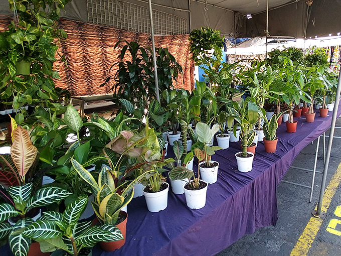 Plant parents, prepare your wallets! This green oasis offers leafy companions for every windowsill and neglect tolerance level.