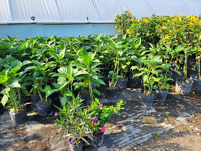 Green companions bring life and freshness to any space, proving that nature's beauty never goes out of style.