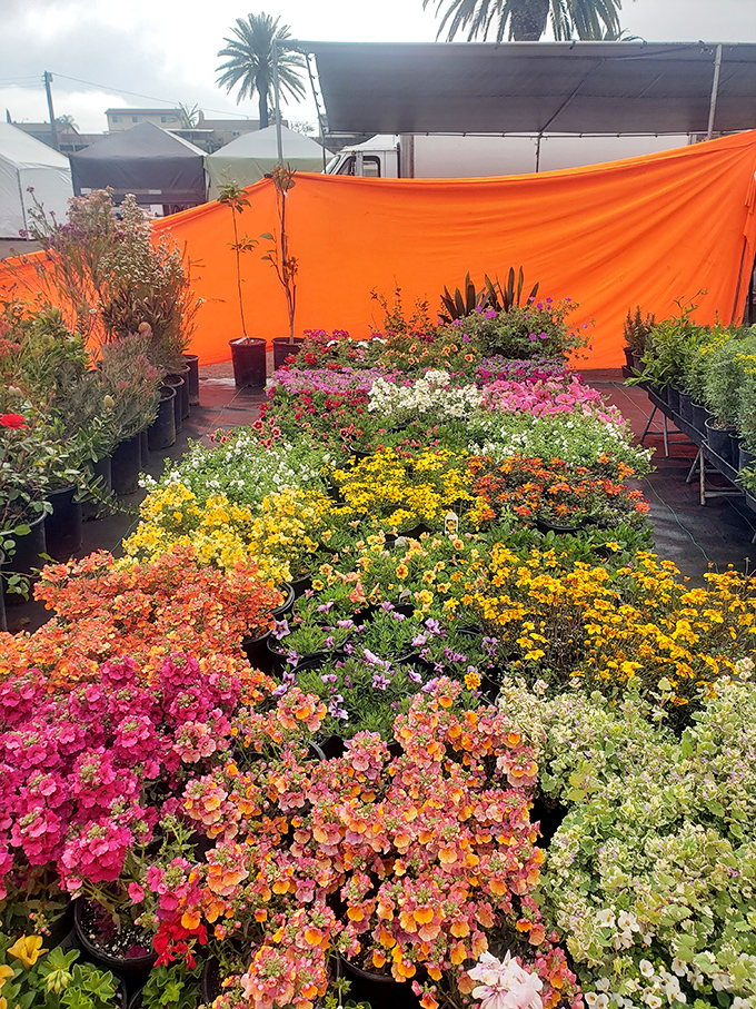 A riot of color transforms asphalt into an impromptu garden center where your landscaping dreams begin.