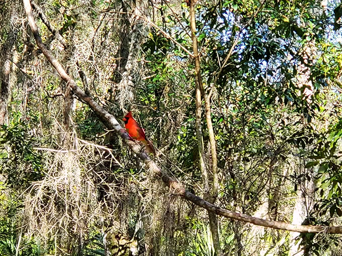 A flash of cardinal red against forest green &ndash; nature's perfect color combination and a reminder to look up occasionally.