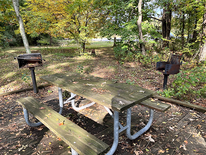 Picnic perfection under dappled shade, where conversations flow easier and sandwiches somehow taste better than they do at home.