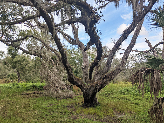 This ancient oak has more character than most Hollywood scripts, with Spanish moss serving as its perfectly disheveled hairdo.