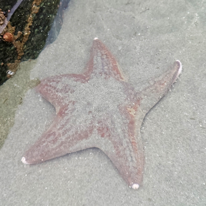 The beach's namesake might be elusive, but its starfish cousins make colorful appearances in tide pools&mdash;living jewels of the intertidal zone.