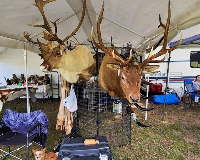 The ultimate conversation starter for your living room. These majestic mounted elk heads bring wilderness drama without the inconvenience of actual wildlife.