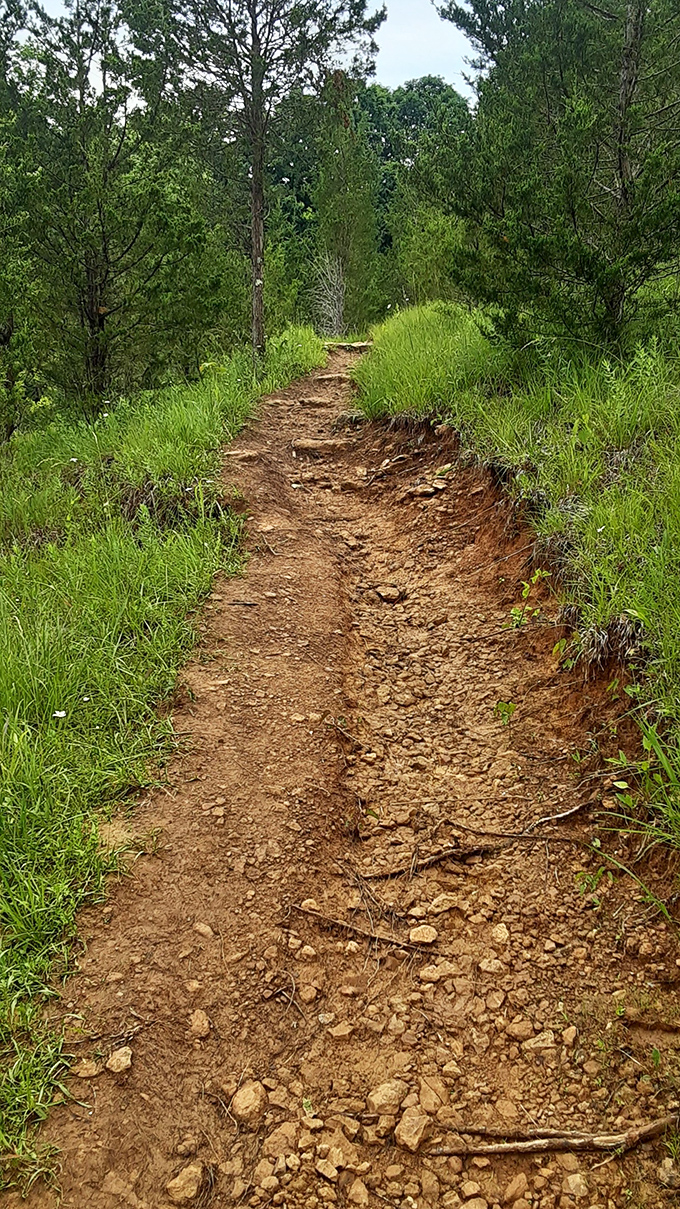 The trail occasionally opens to reveal sun-soaked paths cutting through prairie grasses, a reminder of Ohio's diverse ecological tapestry.