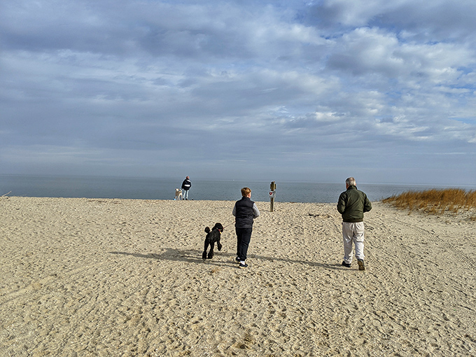 Dog days of summer take on new meaning when your four-legged friend discovers beach zoomies. Pure joy requires only sand and open space.