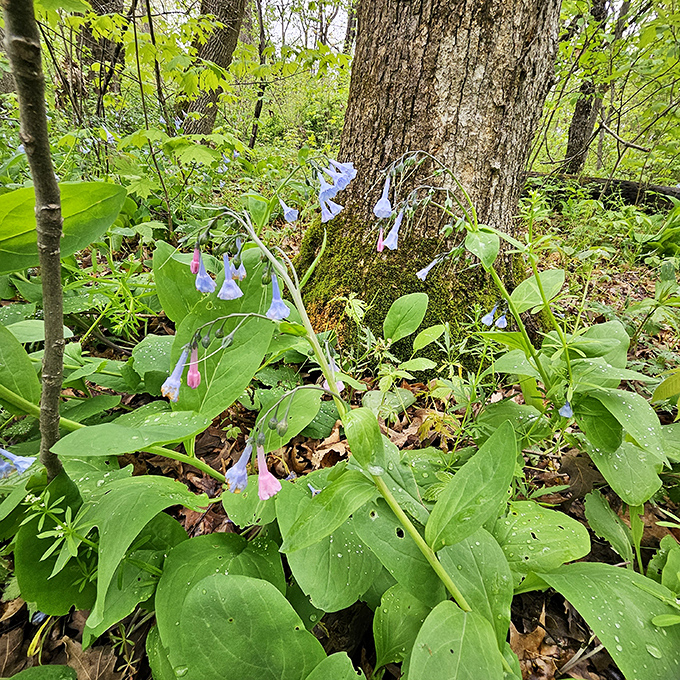 Spring's blue carpet service. These delicate Virginia bluebells transform the forest floor into nature's version of a five-star hotel lobby.