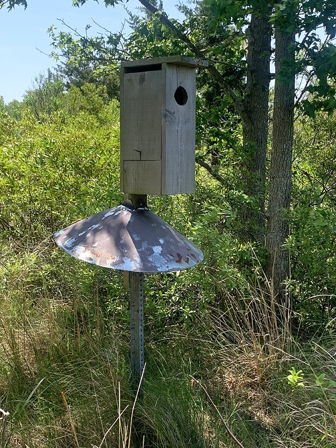 A humble home for wood ducks, proving waterfront real estate doesn't have to break the bank for everyone.