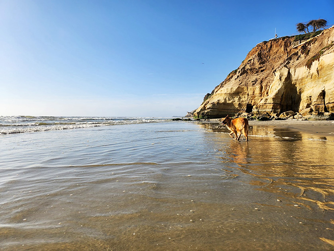 Del Mar's gentle waves welcome doggy paddlers of all skill levels. That golden retriever is living his best California dream!