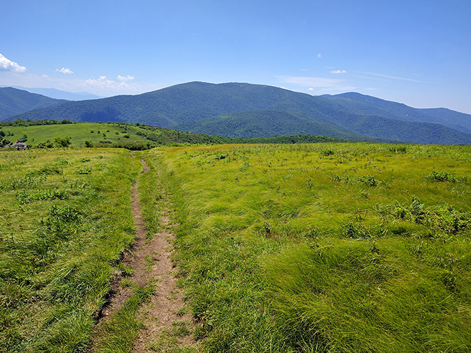 Roan Mountain's famous balds offer panoramic views that make you feel like you're standing on top of the world.