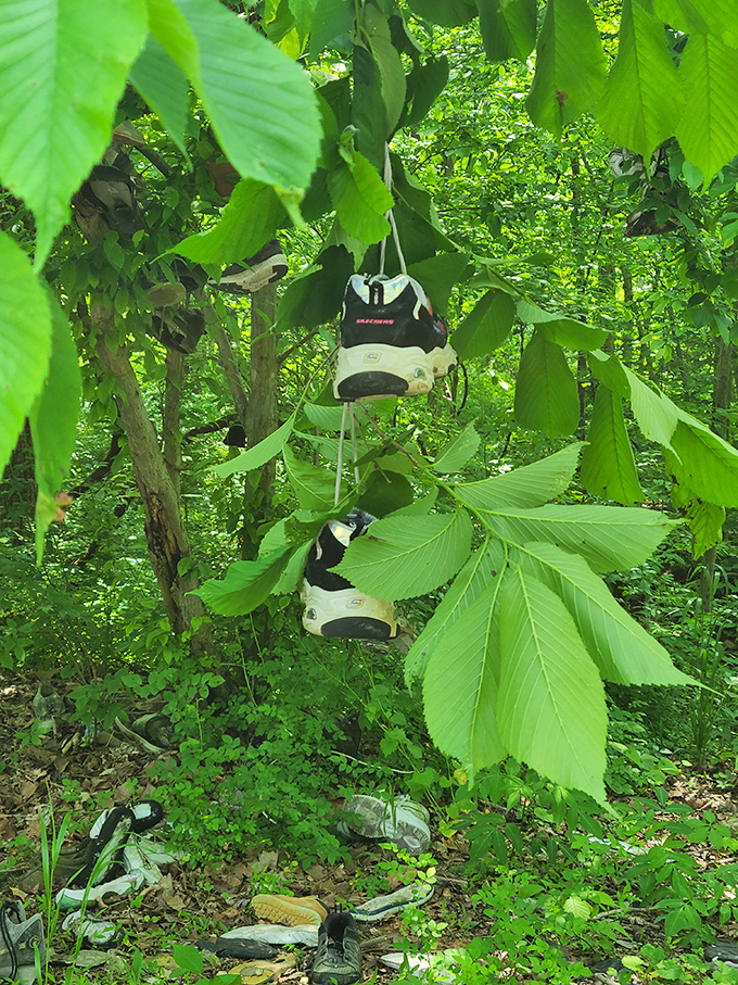 Even in summer's lush greenery, the occasional sneaker peeks through, a man-made oddity perfectly at home in nature's embrace.