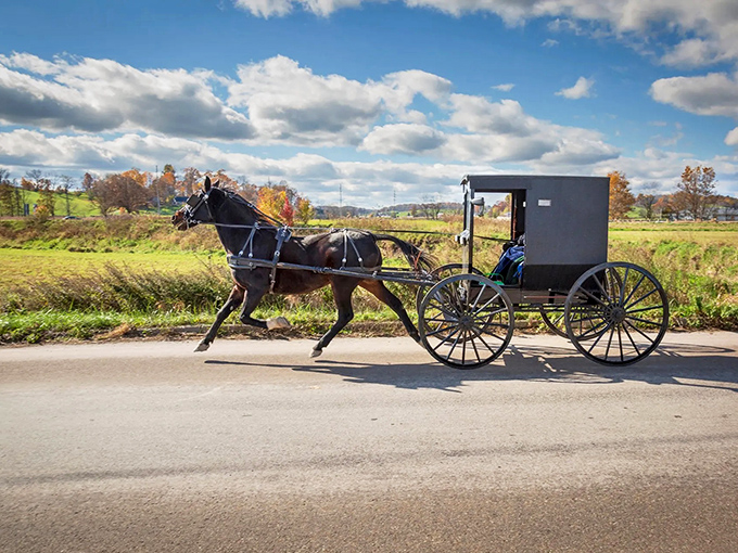 The original eco-friendly vehicle with built-in cruise control. This Amish buggy represents transportation that's both timeless and increasingly timely in our carbon-conscious world.