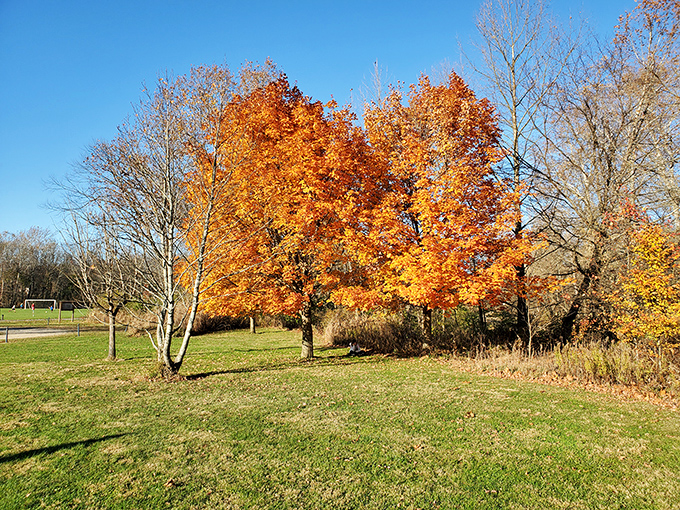 Fall's fiery display transforms ordinary trees into nature's fireworks, proving Ohio autumn colors can compete with New England's famous seasonal show.