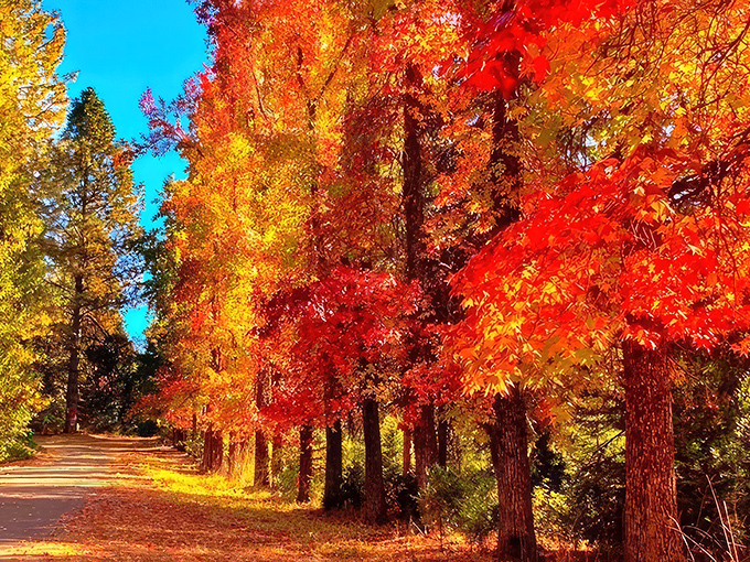 Fall foliage explodes with color along Placerville's trails, creating a natural fireworks display that makes leaf-peeping New Englanders secretly jealous.
